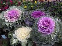 Why We Love These Winter Flowers ( And You Should,Too! )